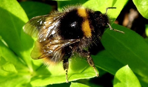 'Wat groeit of leeft daar in Nieuwegein' - De Digitale Stad Nieuwegein