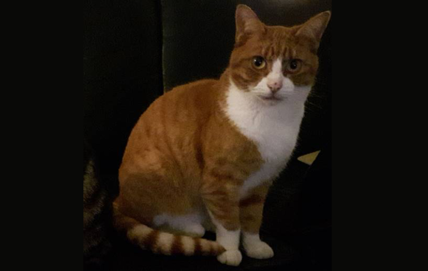 Rode kater vermist - De Digitale Stad Nieuwegein